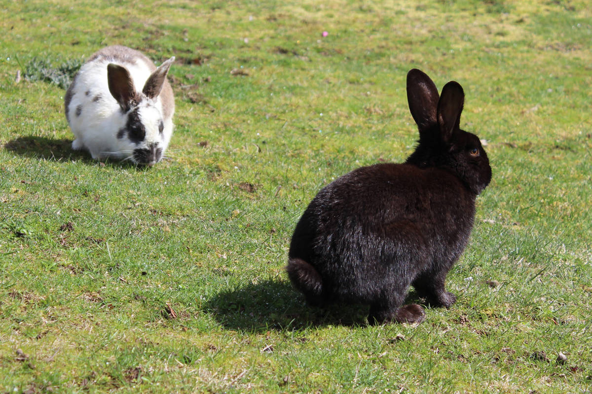 Province warning rabbit owners after confirmed cases of deadly virus ...