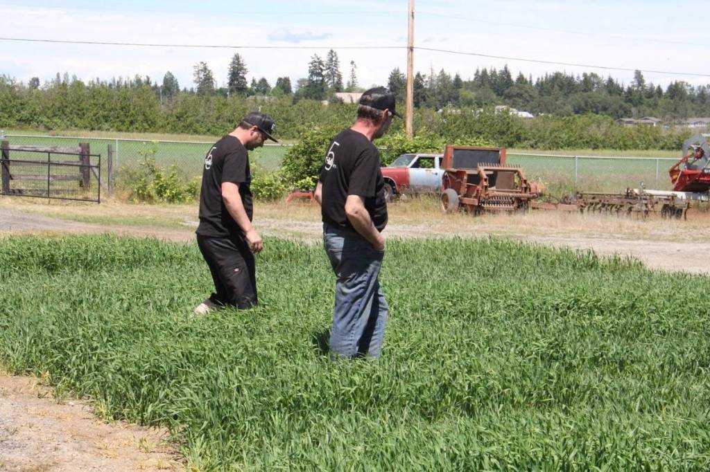 Beer Farmers: Peninsula operation brews up mega malting machine in ...